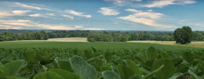 UPSTREAM BIOTECH – Engineering crop resilience to change environments.